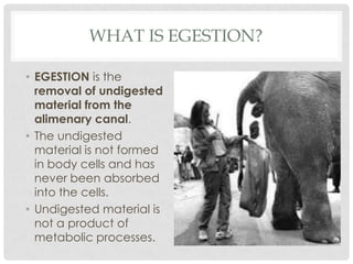 What is Excretion? | PPT | Free Download