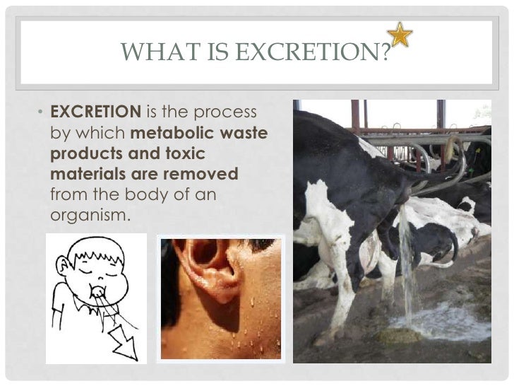 What is Excretion?