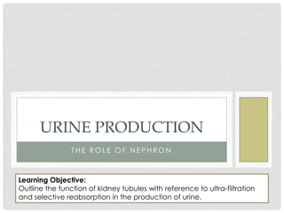 Urine Production | PPTX