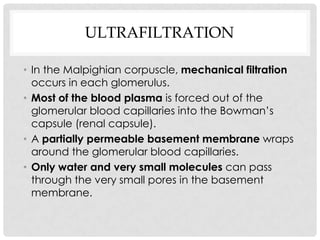 Urine Production | PPTX