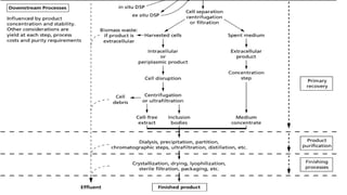 UP and Down Stream Processes in industry | PPT