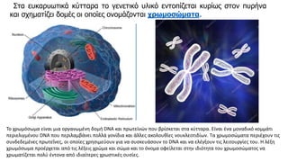 Το γενετικό υλικό οργανώνεται σε χρωμοσώματα | PPTX