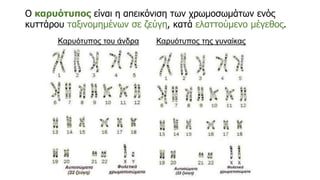 Το γενετικό υλικό οργανώνεται σε χρωμοσώματα | PPTX