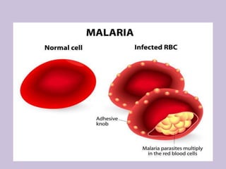 INTRODUCTION TO MALAREA [ANTI-MALARARIAL DRUGS AND ITS ANALOGUES] | PPTX