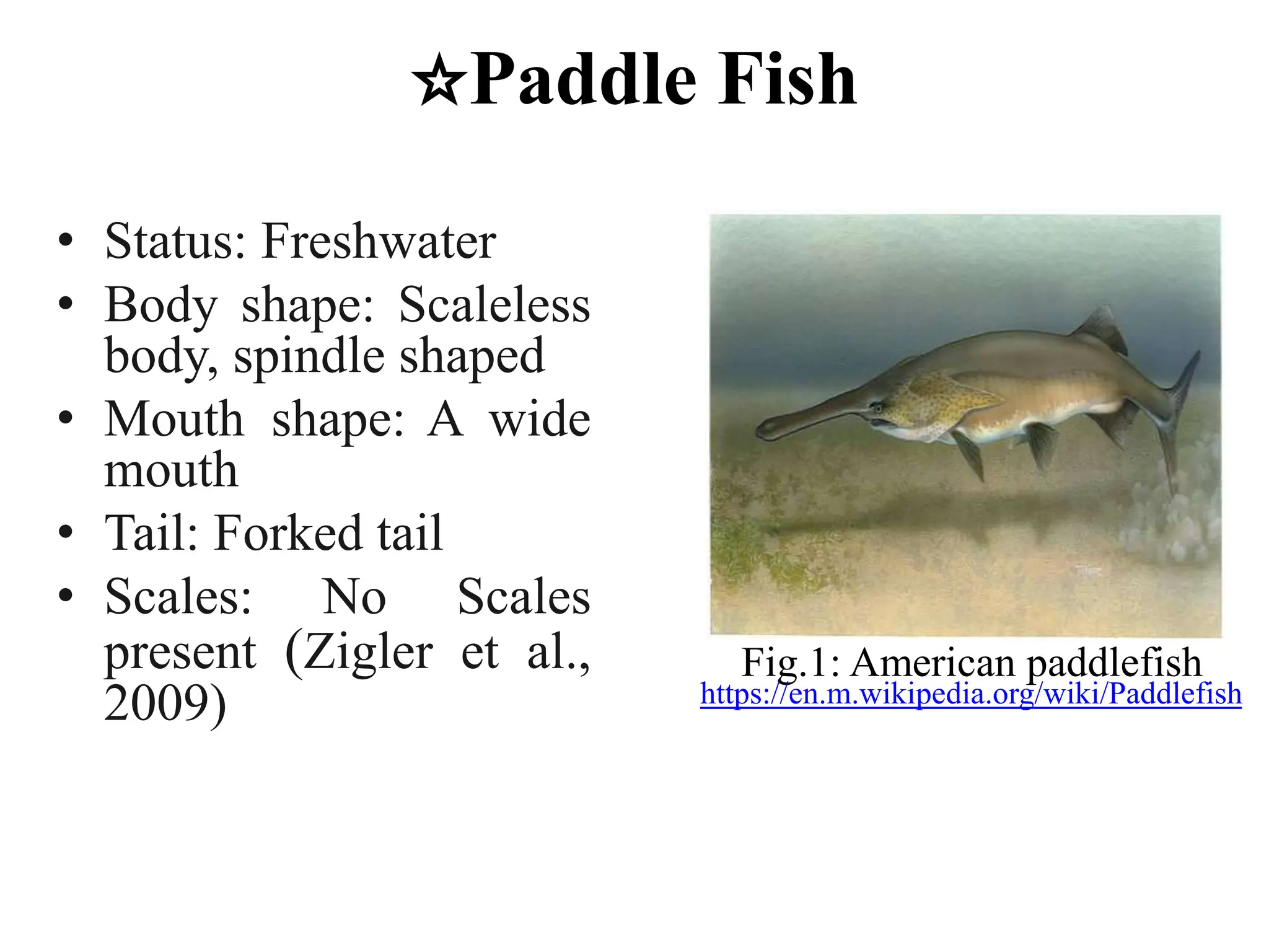 Introduction to Paddle Fish and its meristic characters | PPTX
