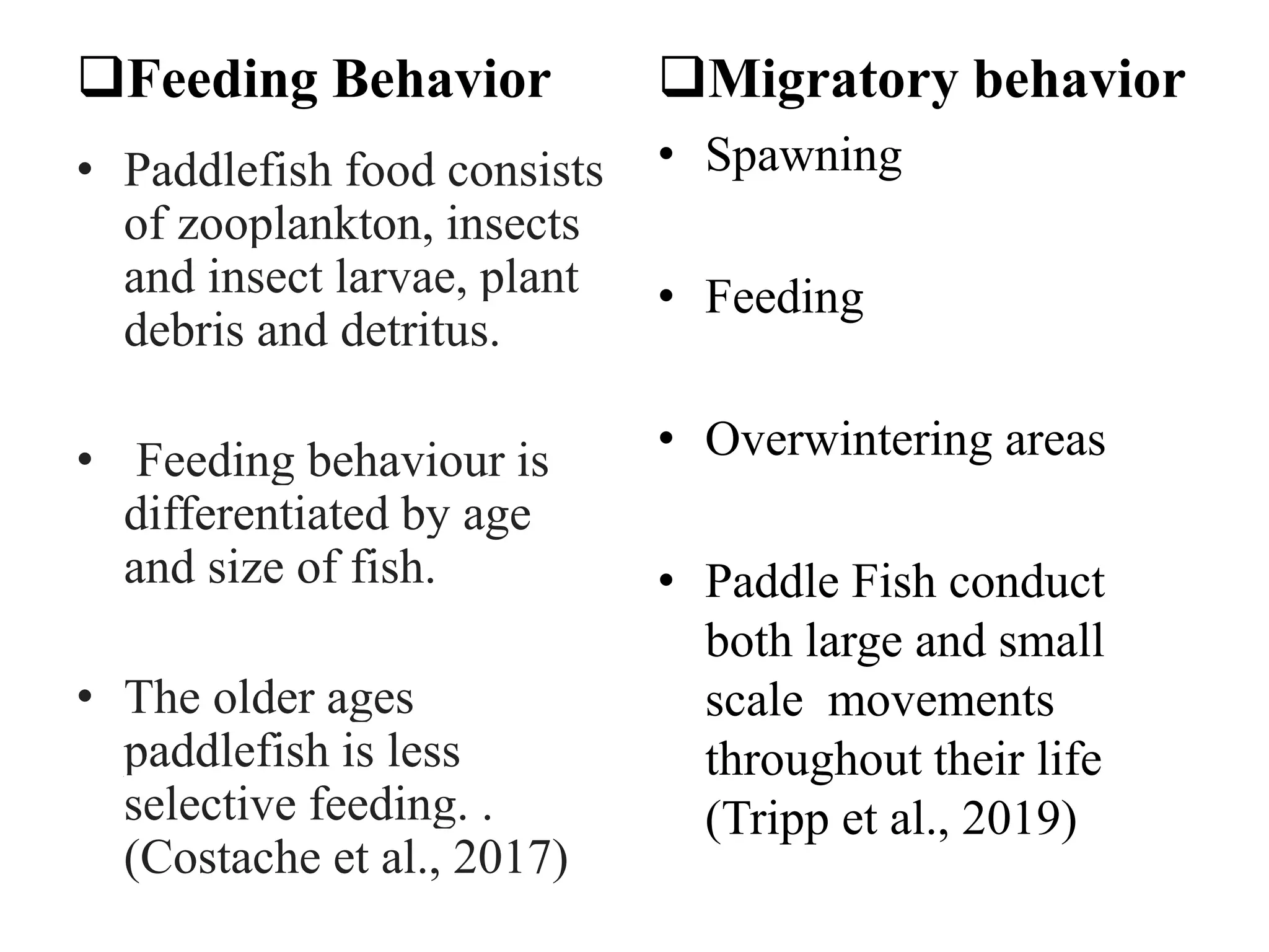 Introduction to Paddle Fish and its meristic characters | PPTX