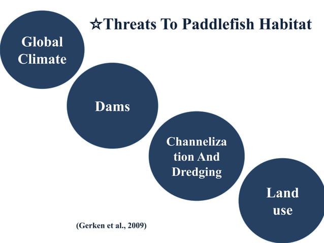 Introduction to Paddle Fish and its meristic characters | PPTX
