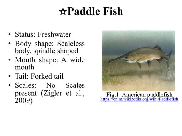 Introduction to Paddle Fish and its meristic characters | PPTX