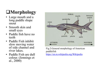 Introduction to Paddle Fish and its meristic characters | PPTX