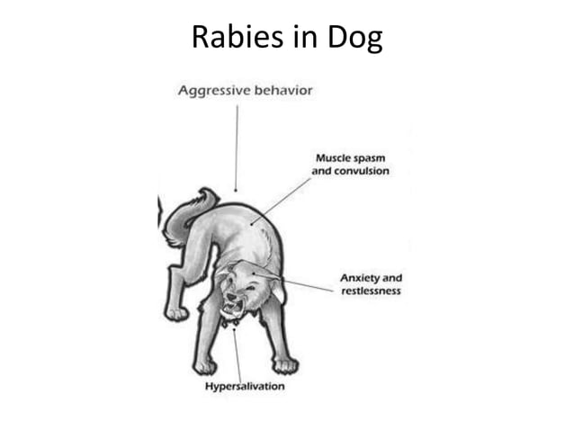Clinical picture of Rabies | PPT