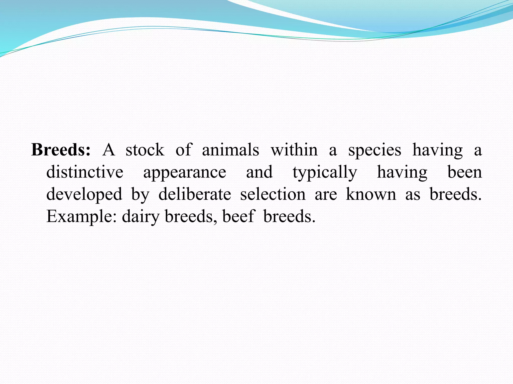 Phenotypic Selection of Dairy Cattle | PPTX
