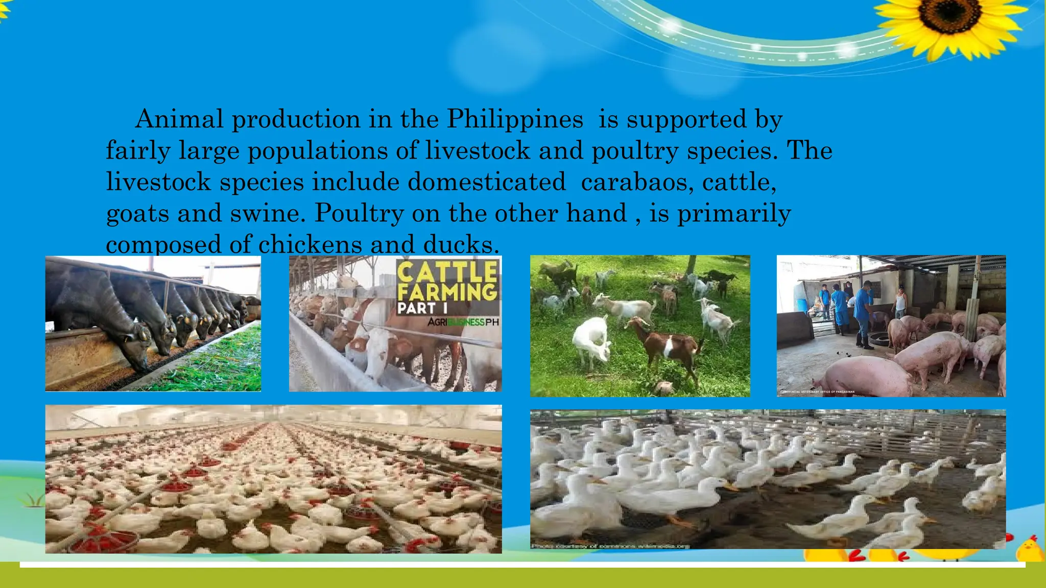 510404552-Animal-Production-and-Methods-of-Animal-Raising-EPP-Arceli-M ...