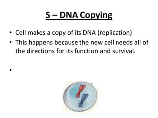 5 10 cell division and cell cycle ppt | PPT