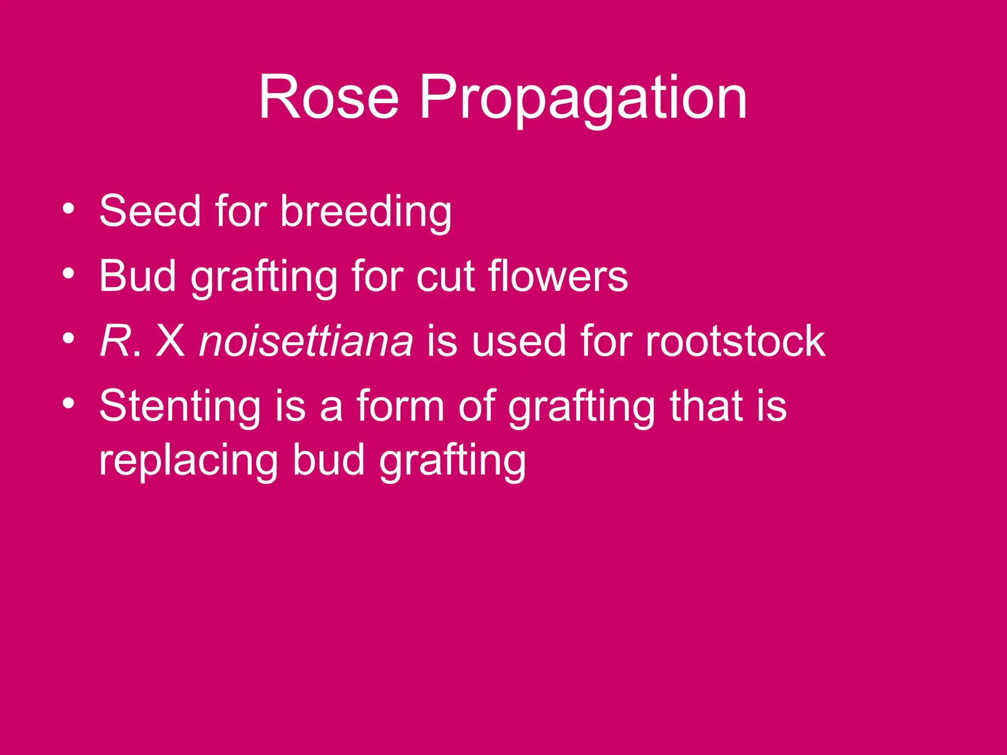 Rose flower production techniques and propagation.ppt