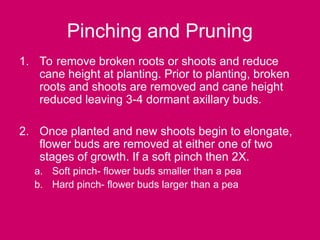 Rose flower production techniques and propagation.ppt