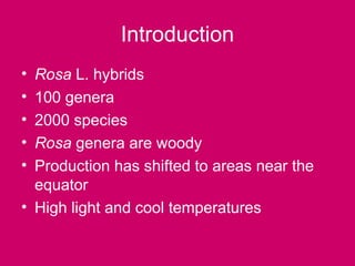 Rose flower production techniques and propagation.ppt