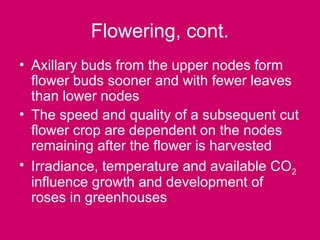 Rose flower production techniques and propagation.ppt | Free Download