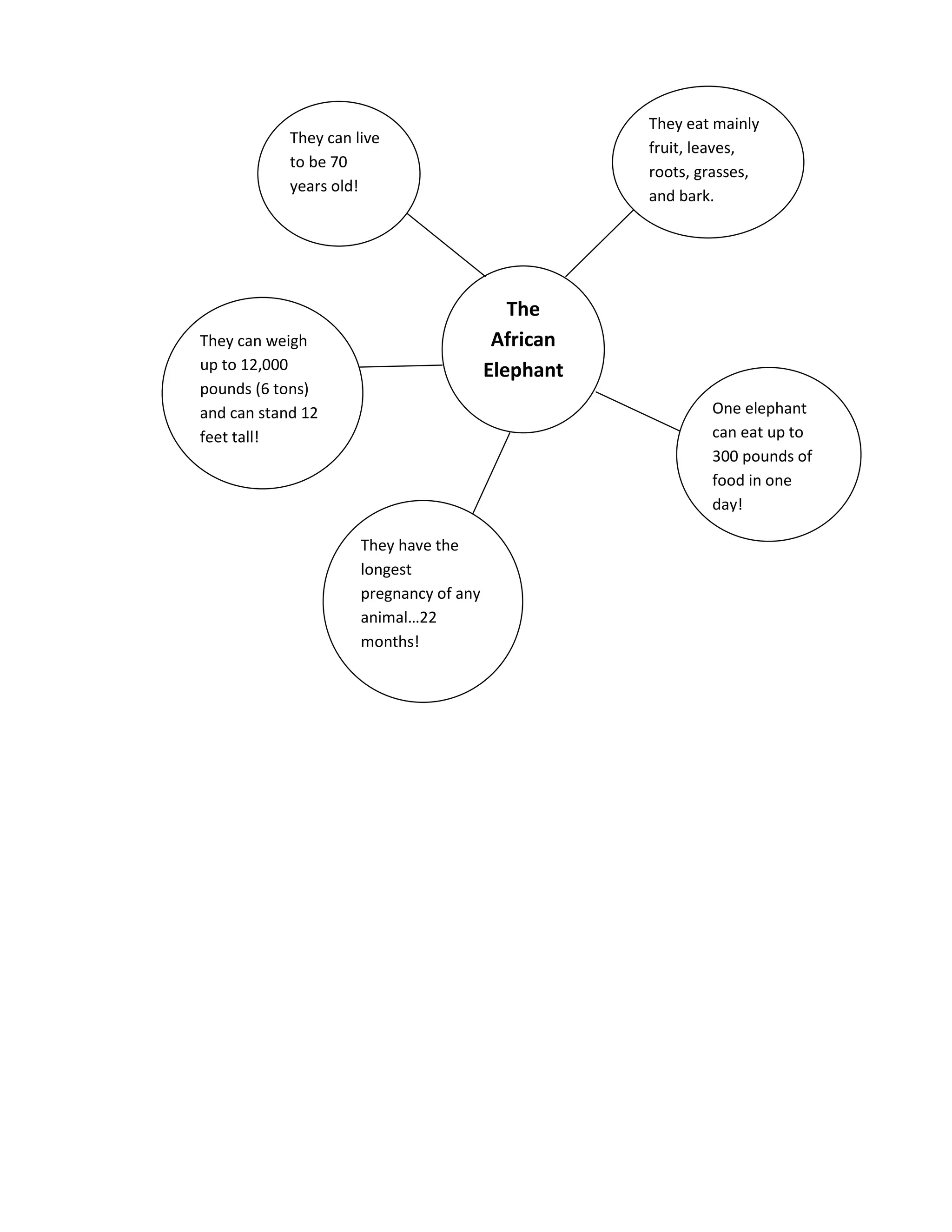 EDU513 Descriptive Graphic Organizer about African Elephants | DOCX