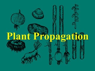 514-Plant-Propagation for tissue culture.ppt