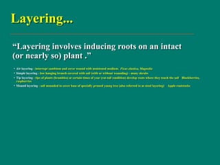 514-Plant-Propagation for tissue culture.ppt