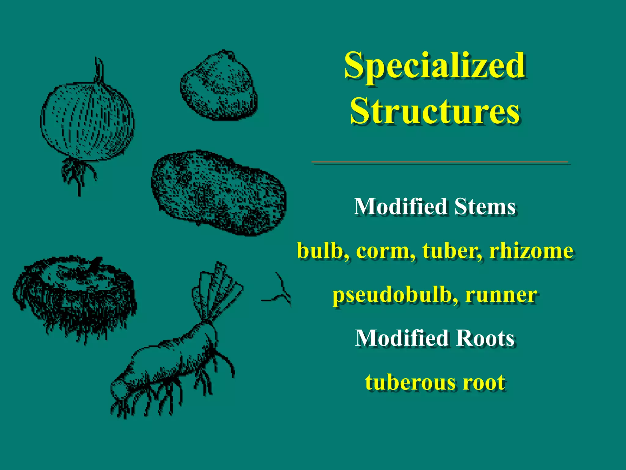 514-Plant-Propagation (1).ppt