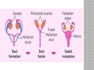 Uterine-Abnormality-and-Displacement-PPT.pptx