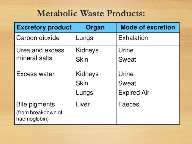 The Types Of Wastes And The Excretion Process In The Human