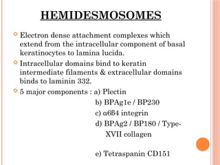ANATOMY-OF-DERMO-EPIDERMAL-JUNCTION-AND-ITS-APPLIED-ASPECT.pptx