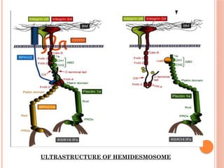 ANATOMY-OF-DERMO-EPIDERMAL-JUNCTION-AND-ITS-APPLIED-ASPECT.pptx
