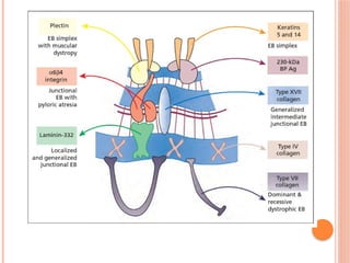 ANATOMY-OF-DERMO-EPIDERMAL-JUNCTION-AND-ITS-APPLIED-ASPECT.pptx