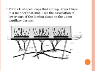 ANATOMY-OF-DERMO-EPIDERMAL-JUNCTION-AND-ITS-APPLIED-ASPECT.pptx