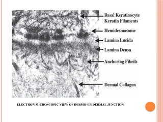 ANATOMY-OF-DERMO-EPIDERMAL-JUNCTION-AND-ITS-APPLIED-ASPECT.pptx