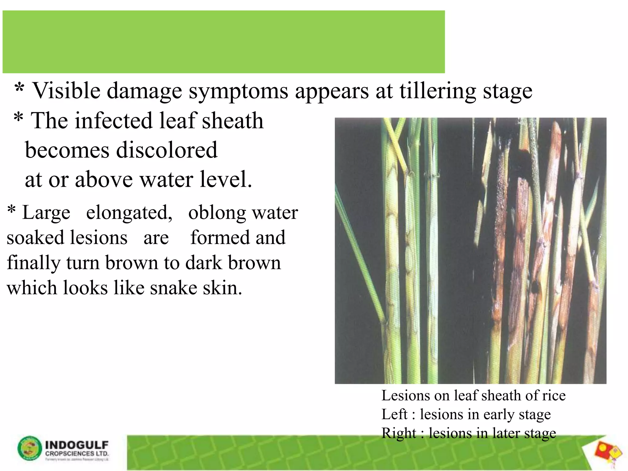 Rice crop production techniques | PPTX