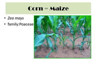 about the zea mays food and uses for any thing | PDF