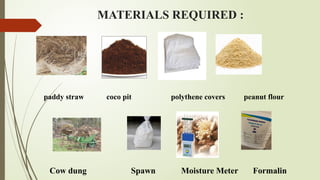 523491649-Paddy-straw-mushroom-cultivation-presentation.pptx