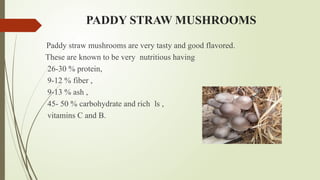 523491649-Paddy-straw-mushroom-cultivation-presentation.pptx
