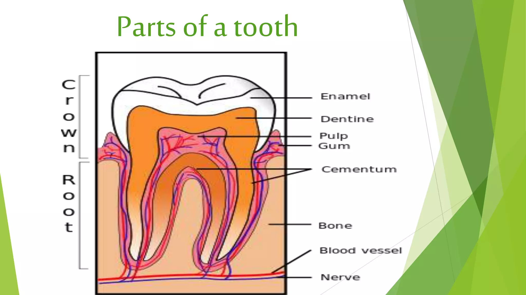 Introduction of tooth. | PPT