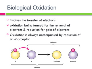 Biological Oxidation (electron transport chain).pptx