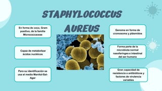 525687175-STAPHYLOCOCCUS-AUREUS-Y-SU-RESISTENCIA-A-LOS-ANTIBIOTICOS-2.pptx