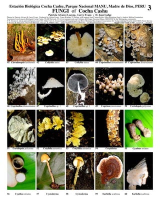 hongos parque nacional del manu cocha cashu | PDF