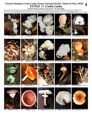 hongos parque nacional del manu cocha cashu | PDF