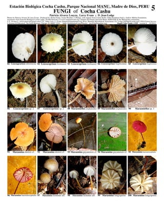 hongos parque nacional del manu cocha cashu | PDF