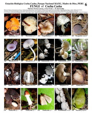 hongos parque nacional del manu cocha cashu | PDF