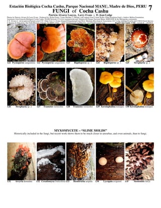 hongos parque nacional del manu cocha cashu | PDF