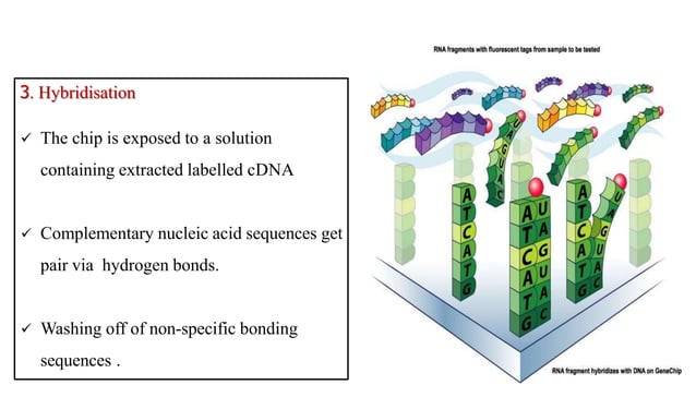Transcriptomics approaches | PPTX