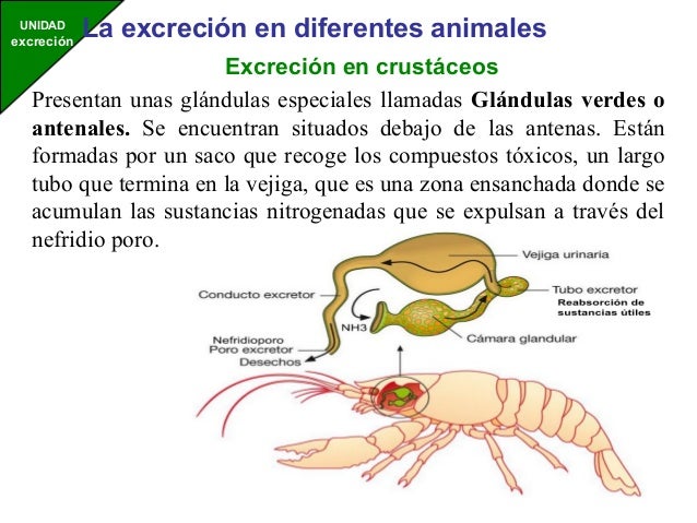 Excreción de animales