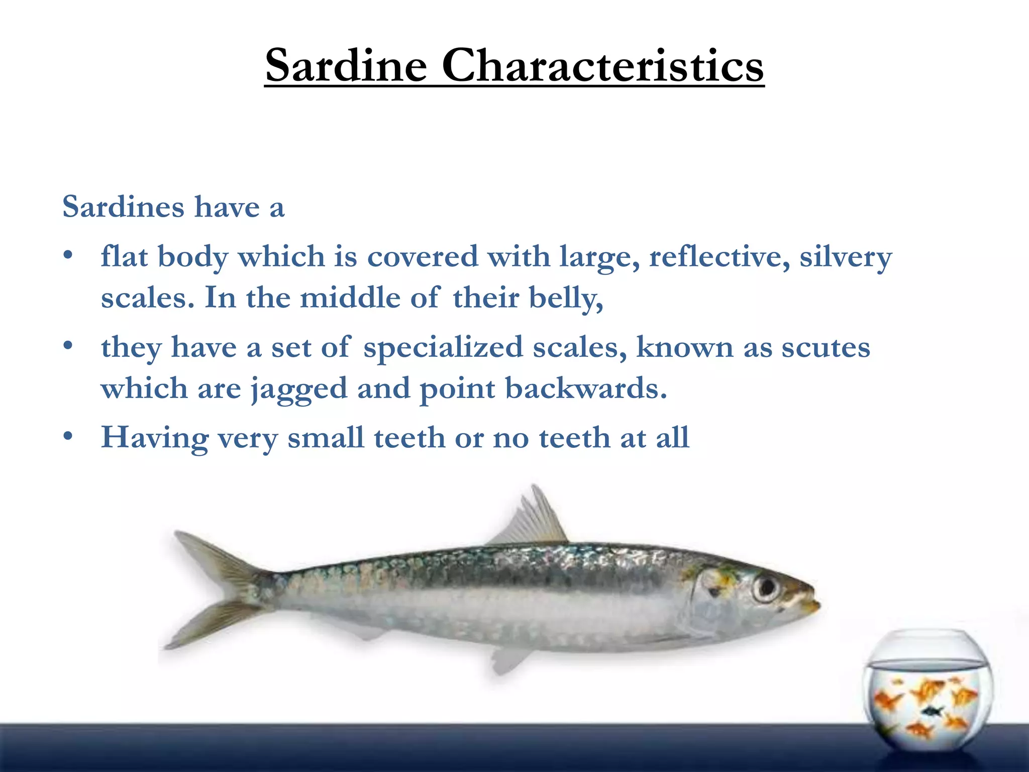 The most common fishing fishes | PPTX