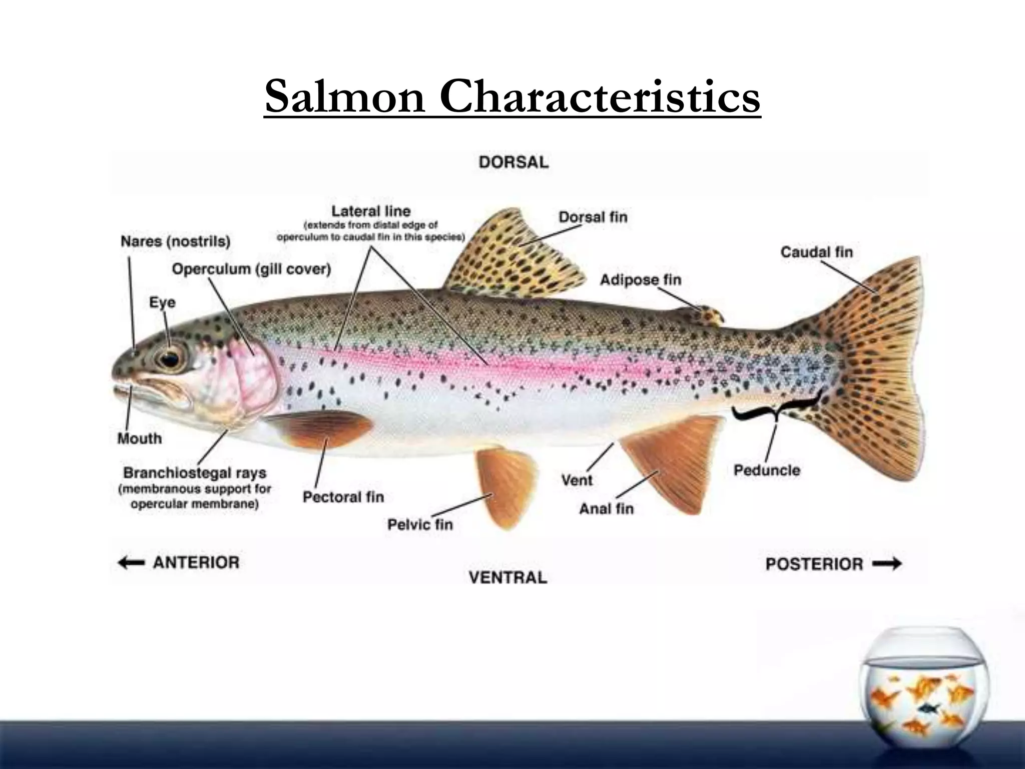 The most common fishing fishes | PPTX