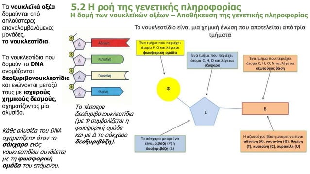 5.2Α Η ροή της γενετικής πληροφορίας | PPTX