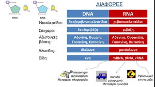 5.2Α Η ροή της γενετικής πληροφορίας | PPTX